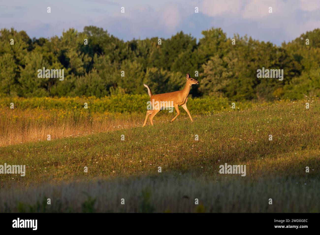 White-tailed doe on a pretty August day in northern Wisconsin Stock ...