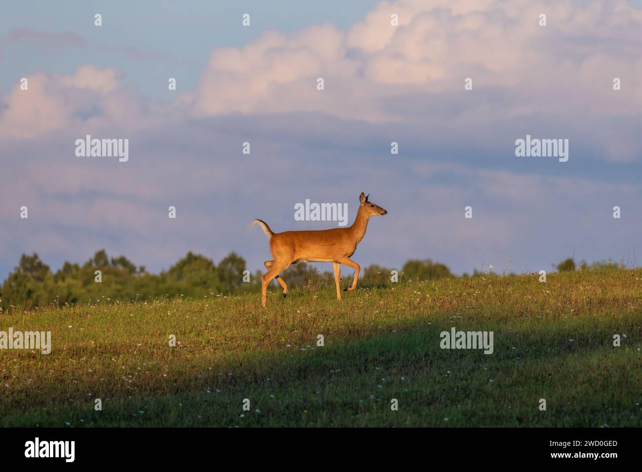 White-tailed doe on a pretty August day in northern Wisconsin Stock ...