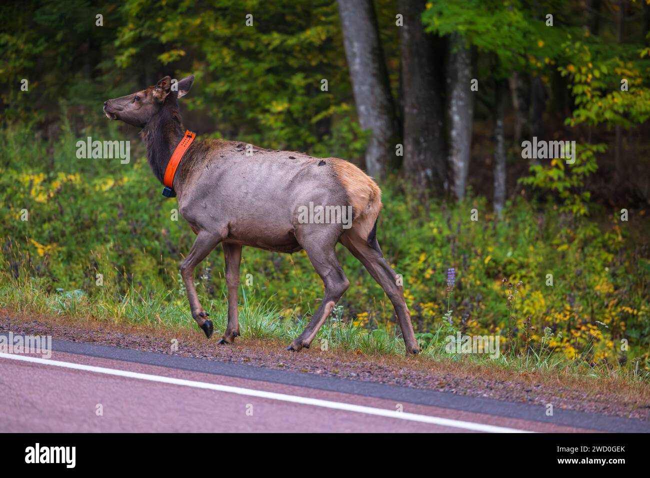 Cow elk walking along highway 77 in Clam Lake, Wisconsin Stock Photo ...