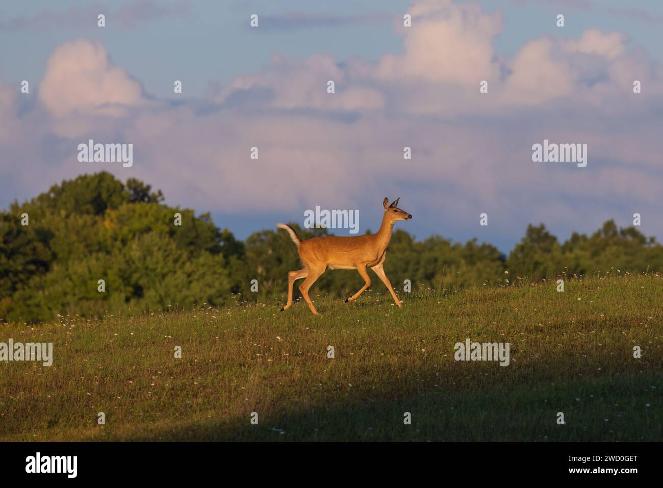 White-tailed doe on a pretty August day in northern Wisconsin Stock ...