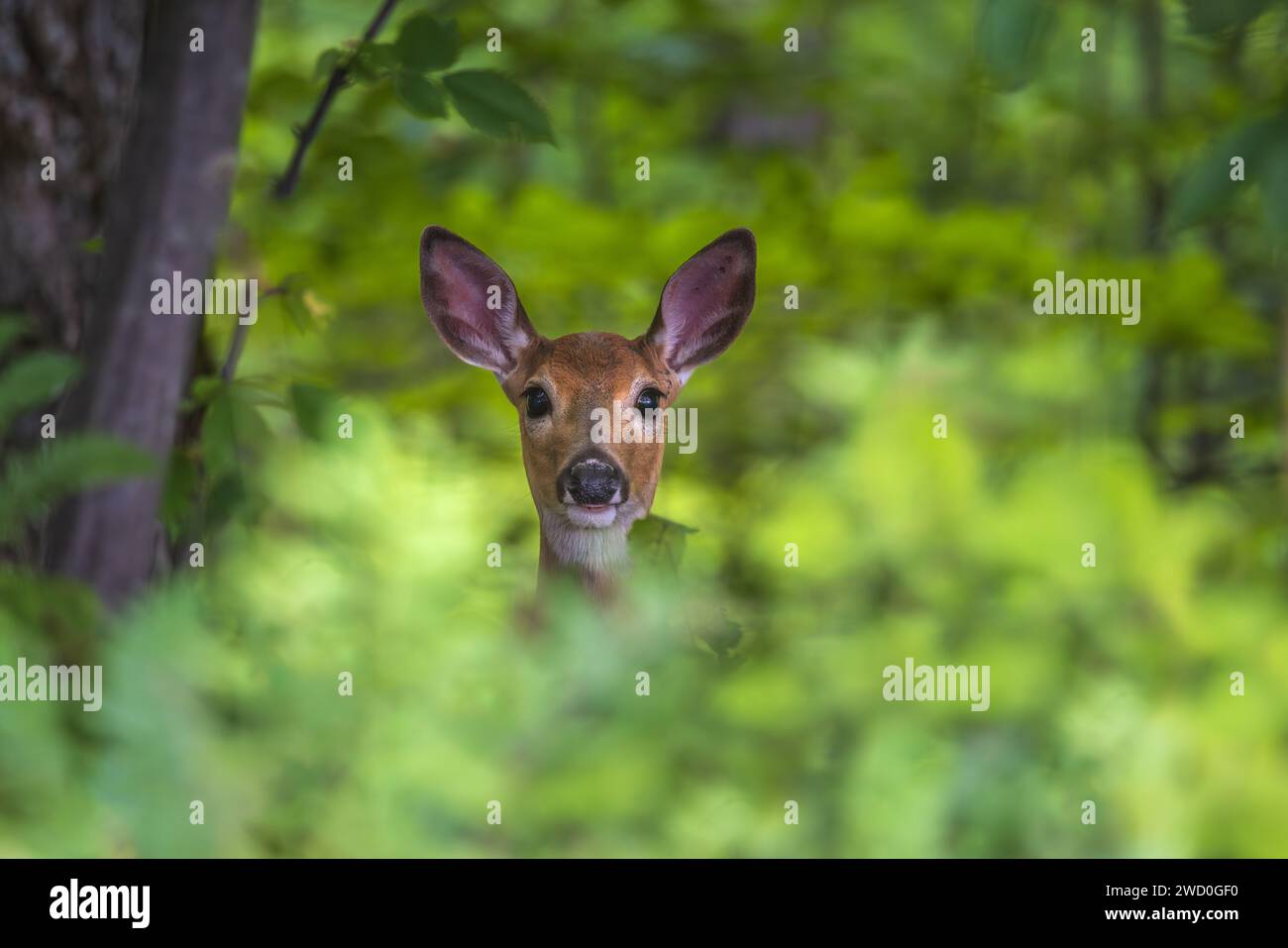 White-tailed fawn well-hidden in the northern Wisconsin woodland Stock ...