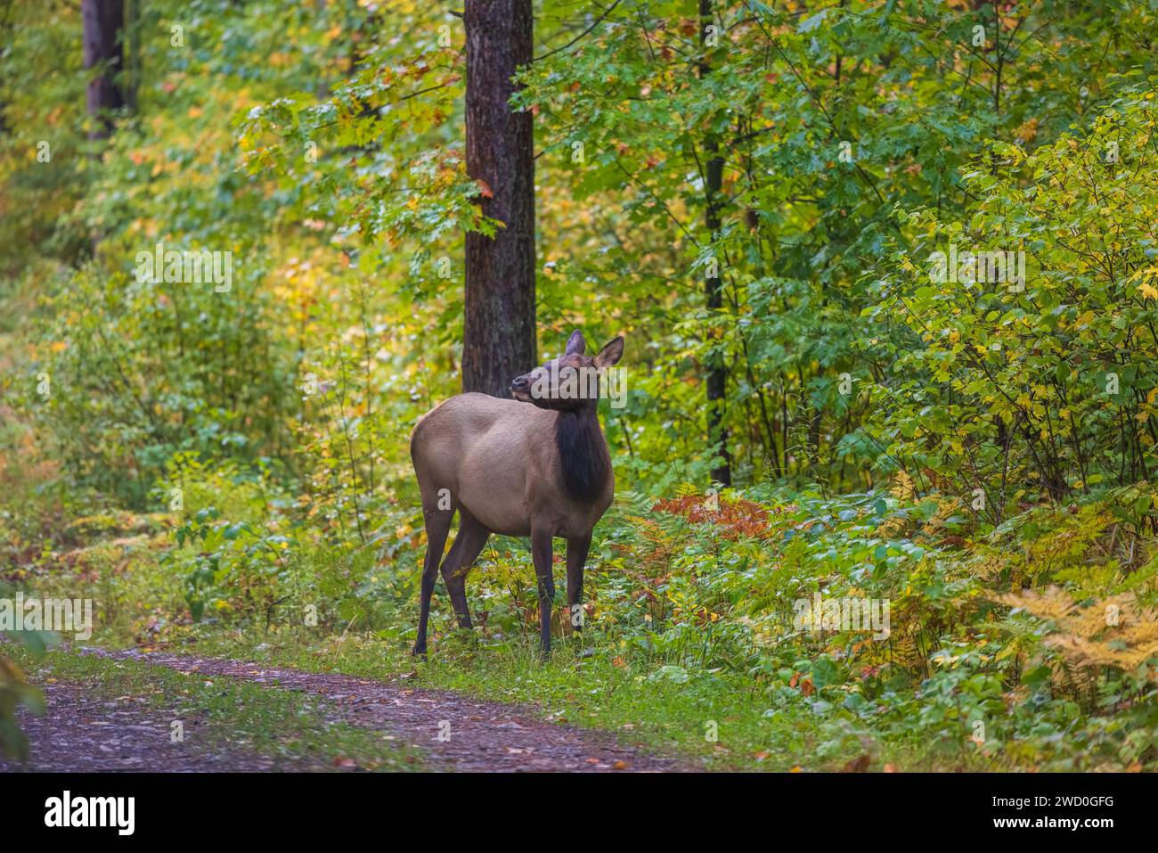 Cow elk in Clam Lake, Wisconsin Stock Photo - Alamy