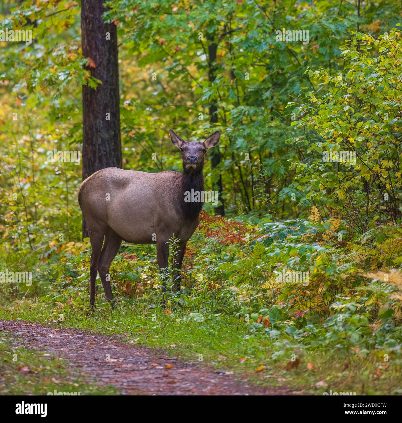 Cow elk in Clam Lake, Wisconsin Stock Photo - Alamy