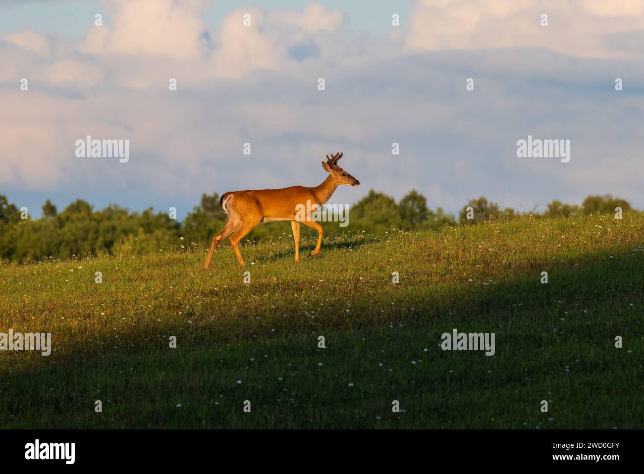 White-tailed buck on a pretty August day in northern Wisconsin Stock ...