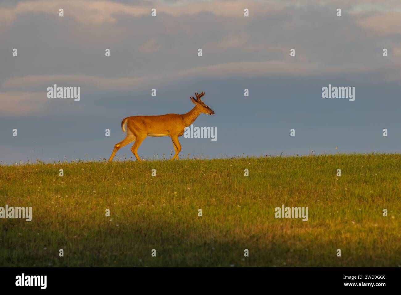 White-tailed buck on a pretty August day in northern Wisconsin Stock ...