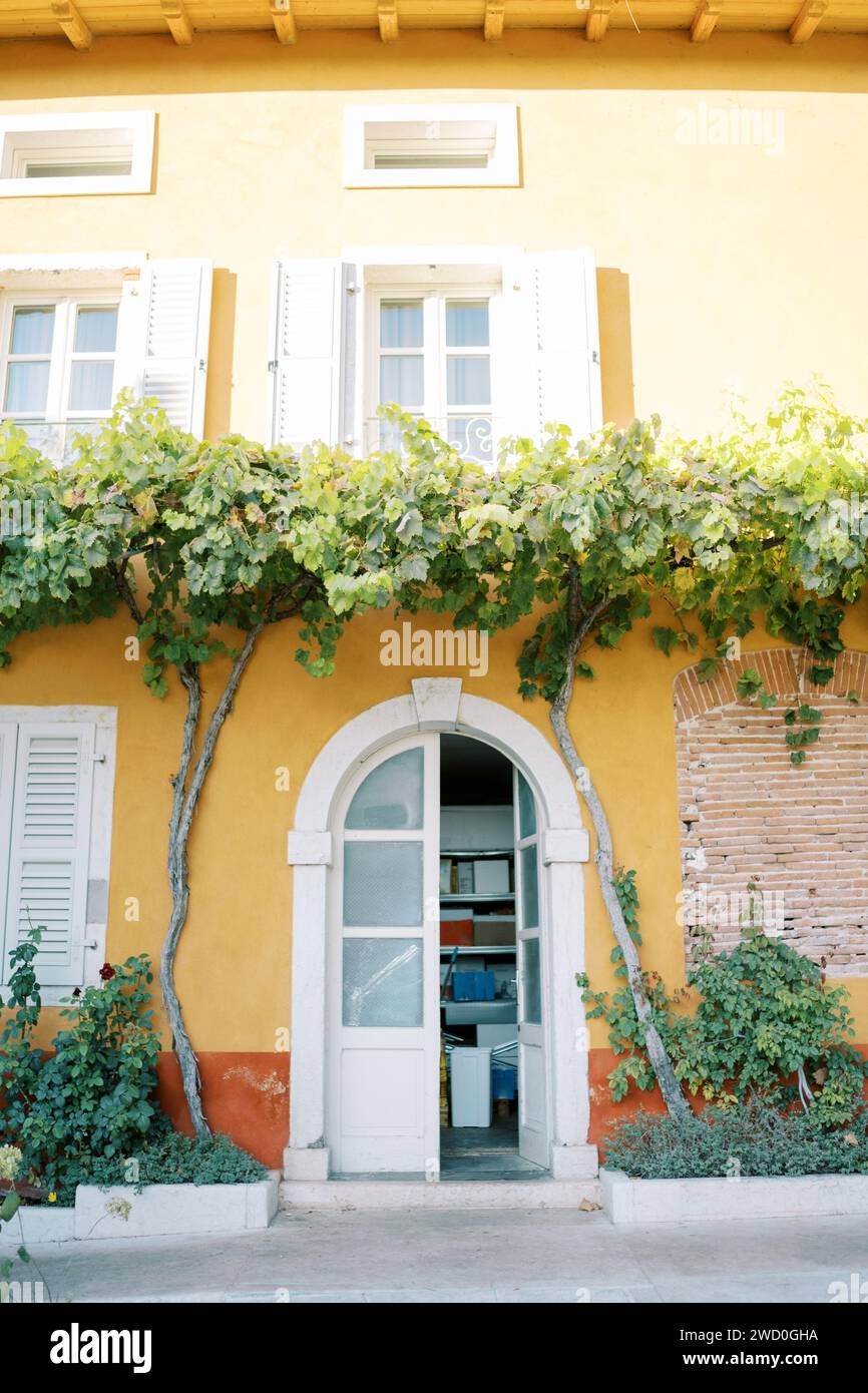 Open arched door of an ancient mansion covered with vines Stock Photo - Alamy