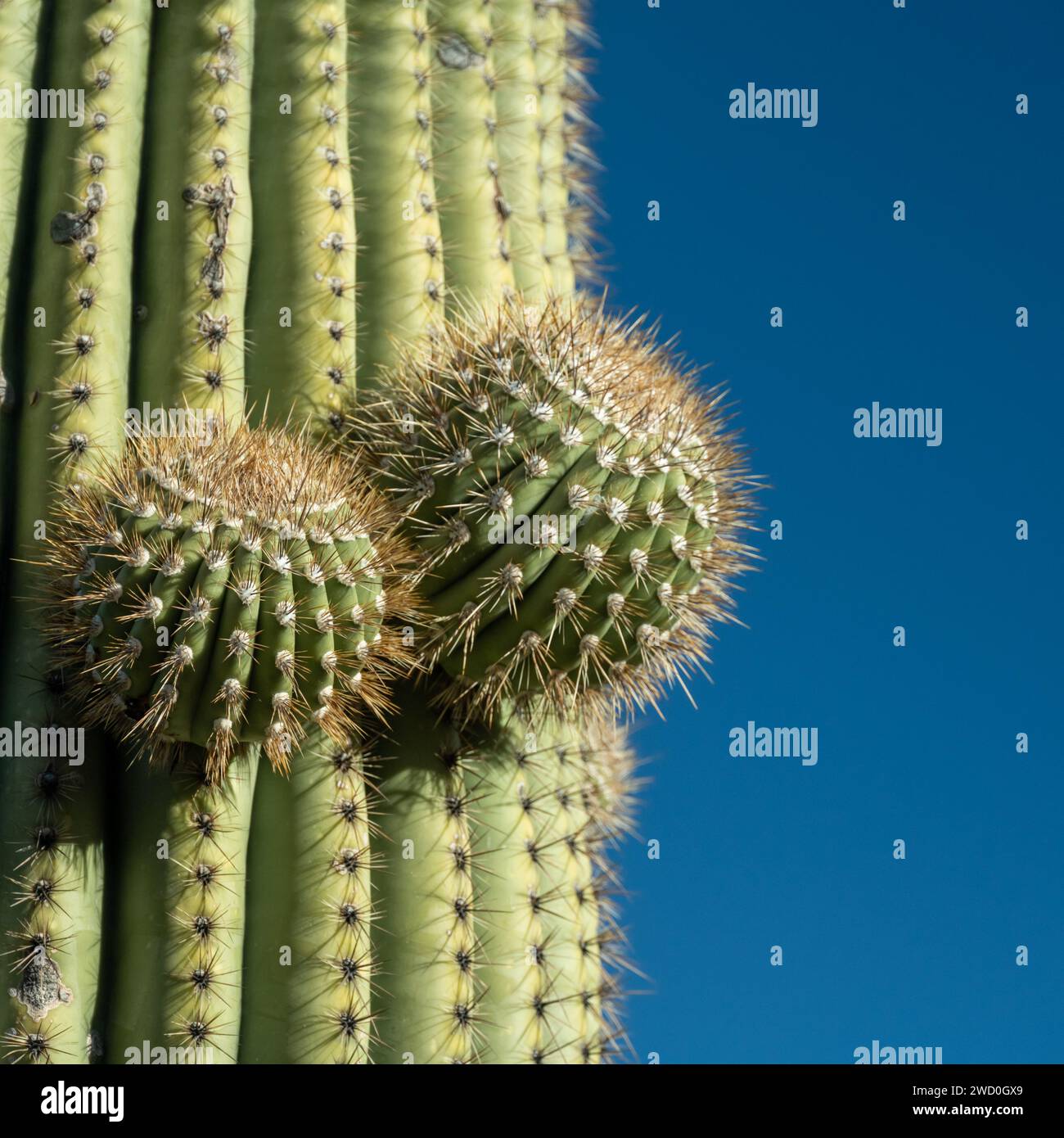 Group saguaro cactus sunset hi-res stock photography and images - Alamy