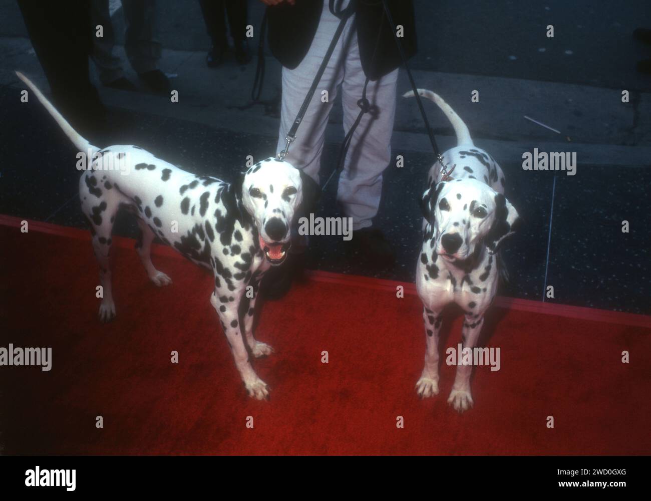 Los Angeles, California, USA 24th November 1996 Dalmations attend ...