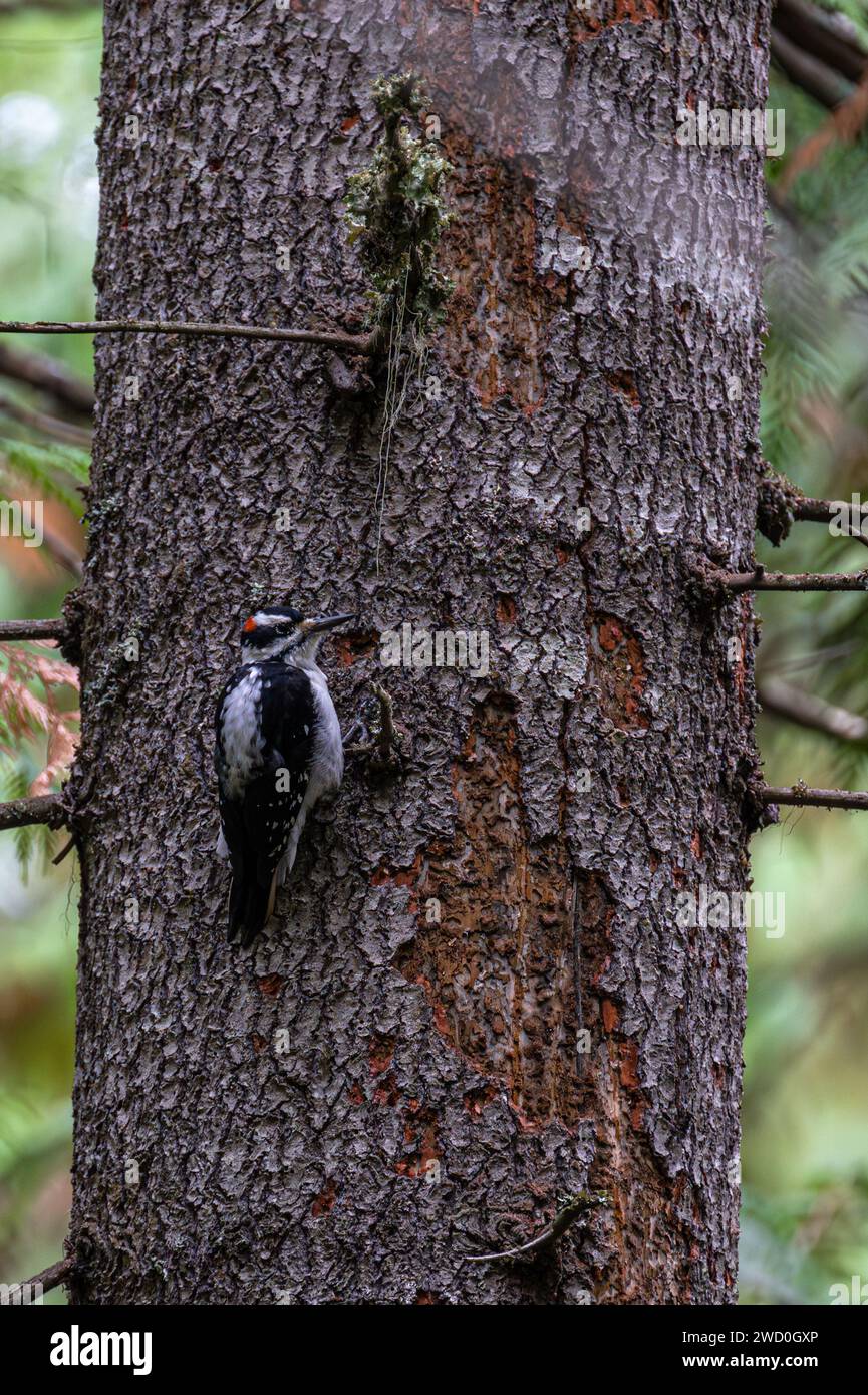 Hairy woodpecker habitat hi-res stock photography and images - Alamy