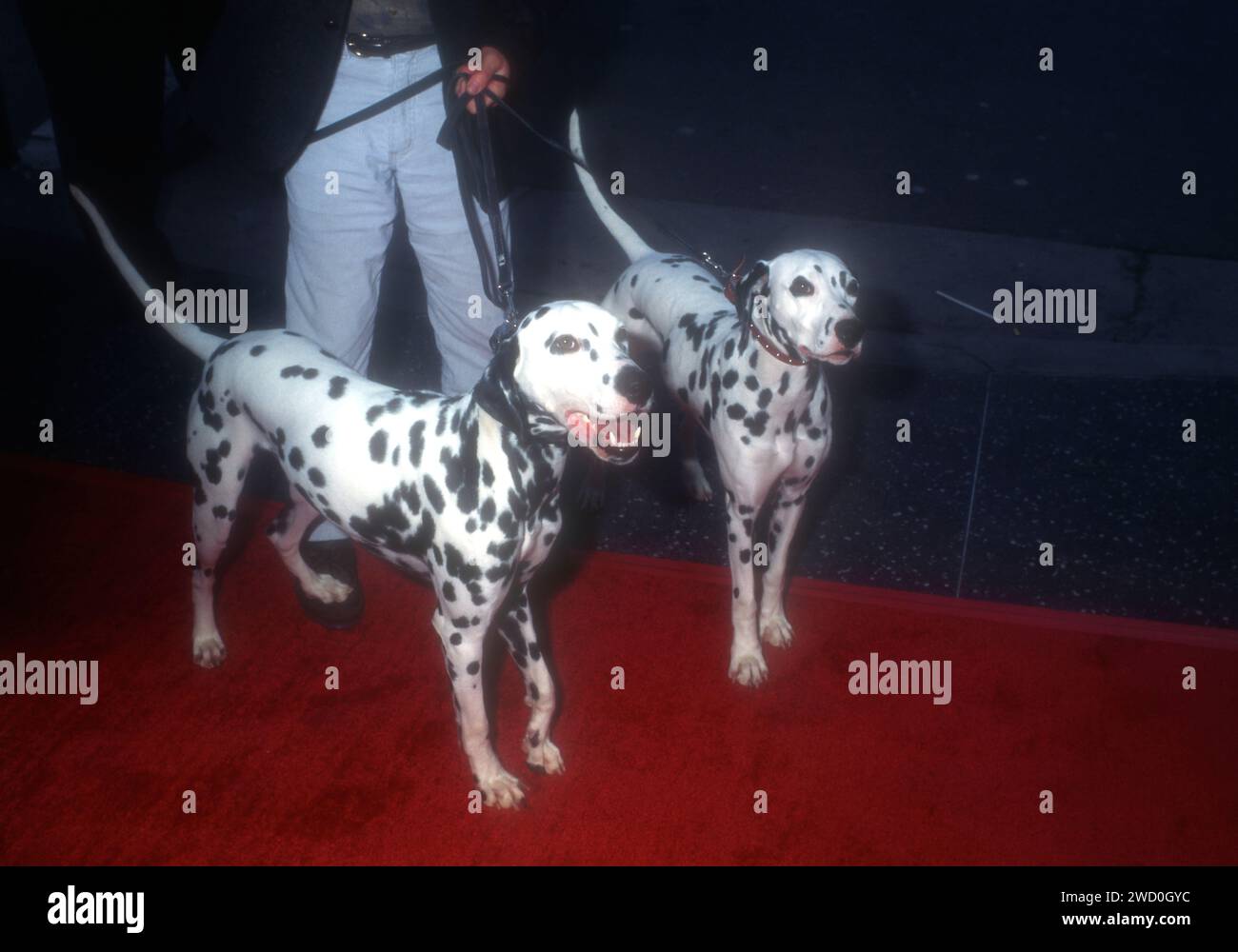 Los Angeles, California, USA 24th November 1996 Dalmations attend ...