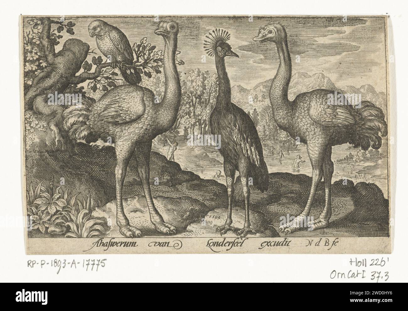 Crown crane between two ostriches, Nicolaes de Bruyn, 1594 print ...