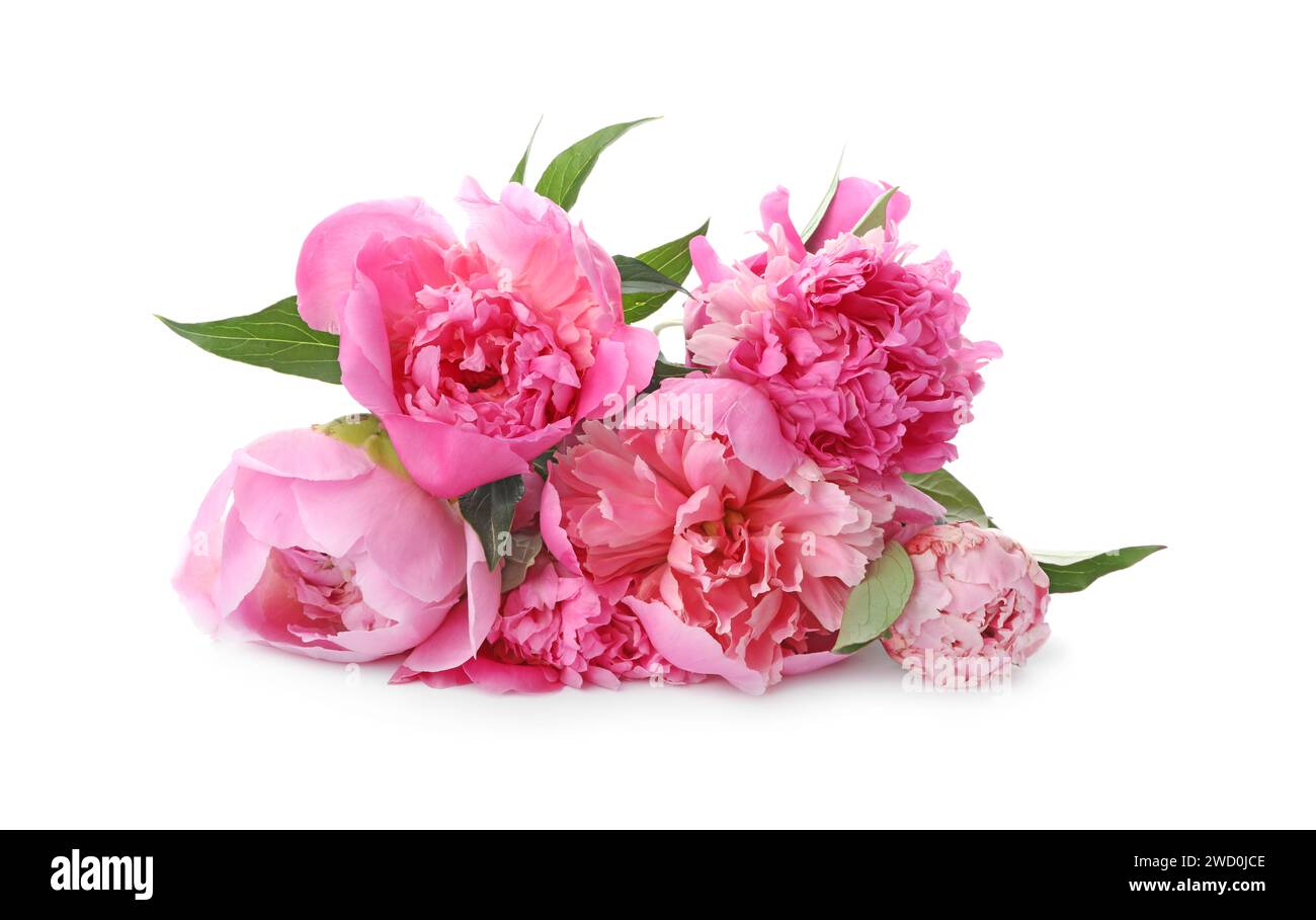 Bouquet of beautiful peonies on white background Stock Photo - Alamy