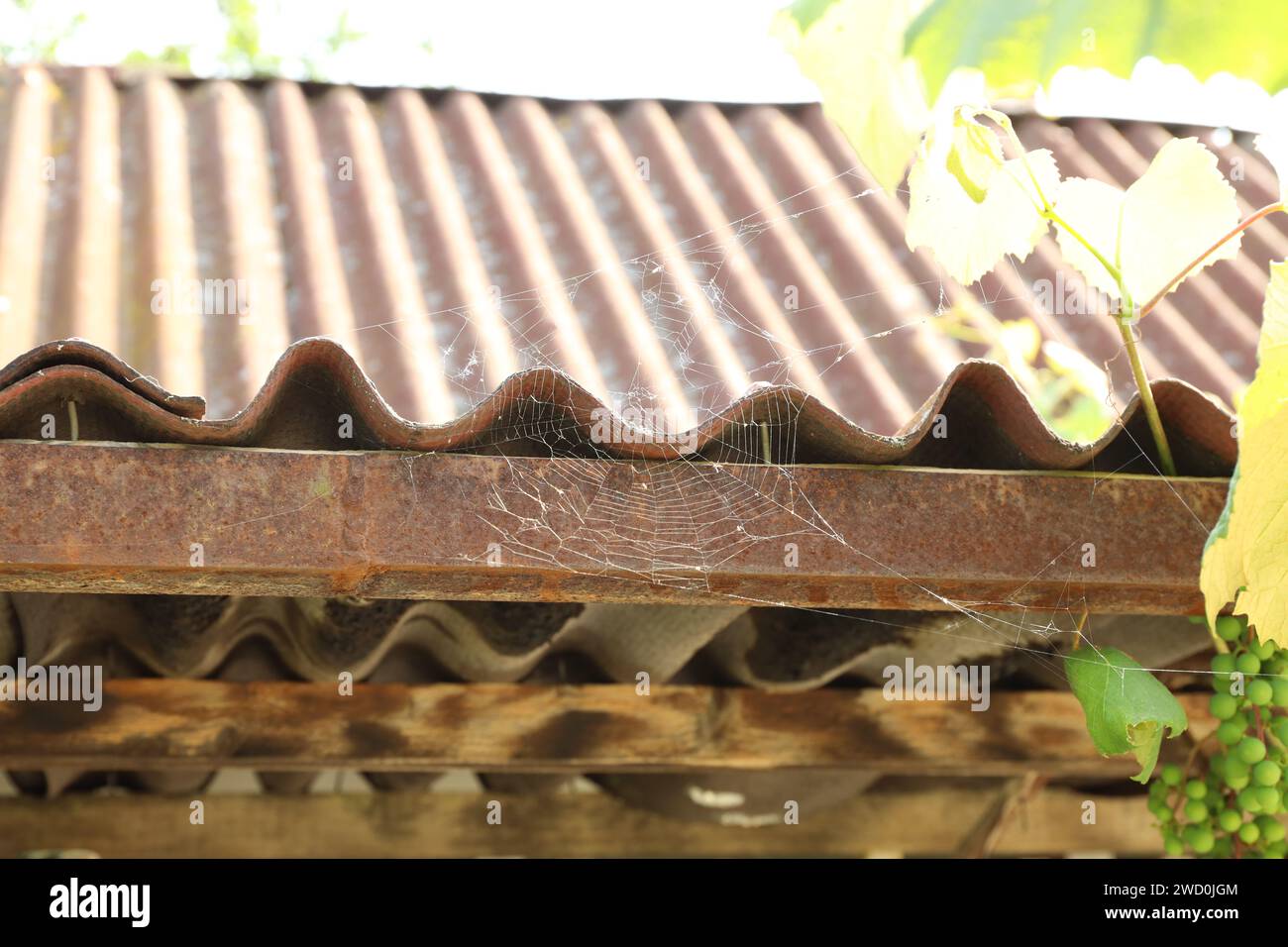 Spider web design roof hi-res stock photography and images - Alamy