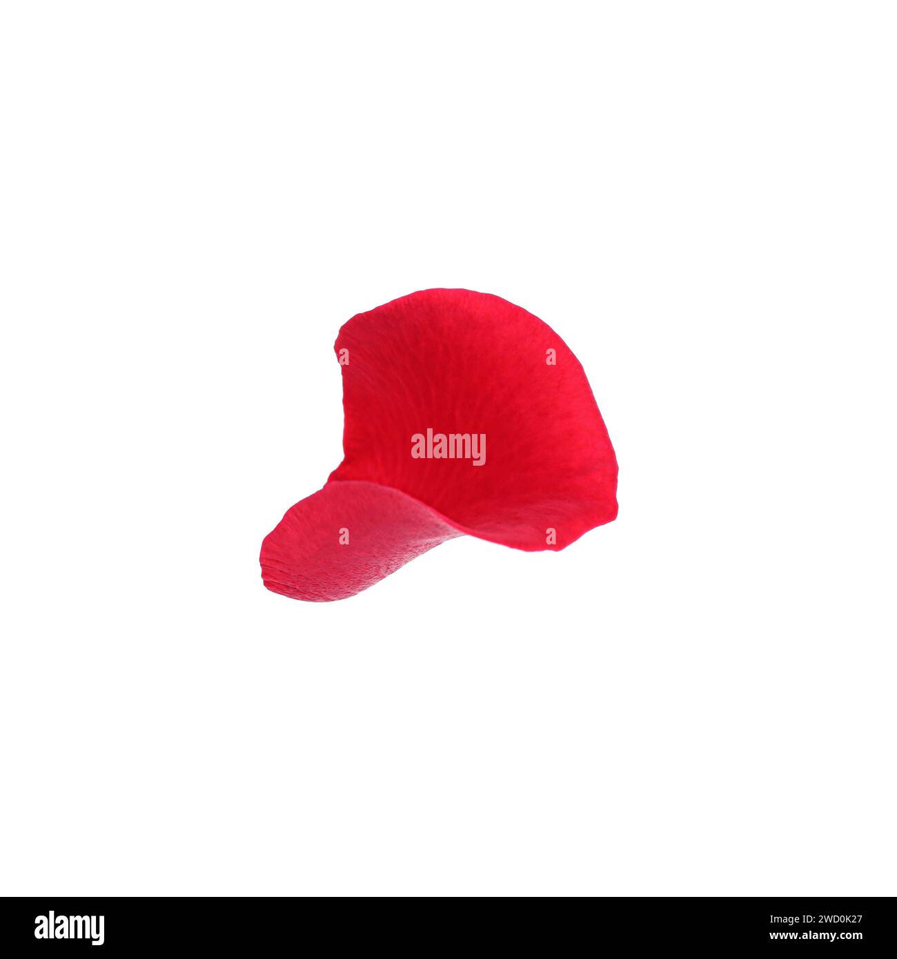 Tender red rose petal isolated on white Stock Photo - Alamy