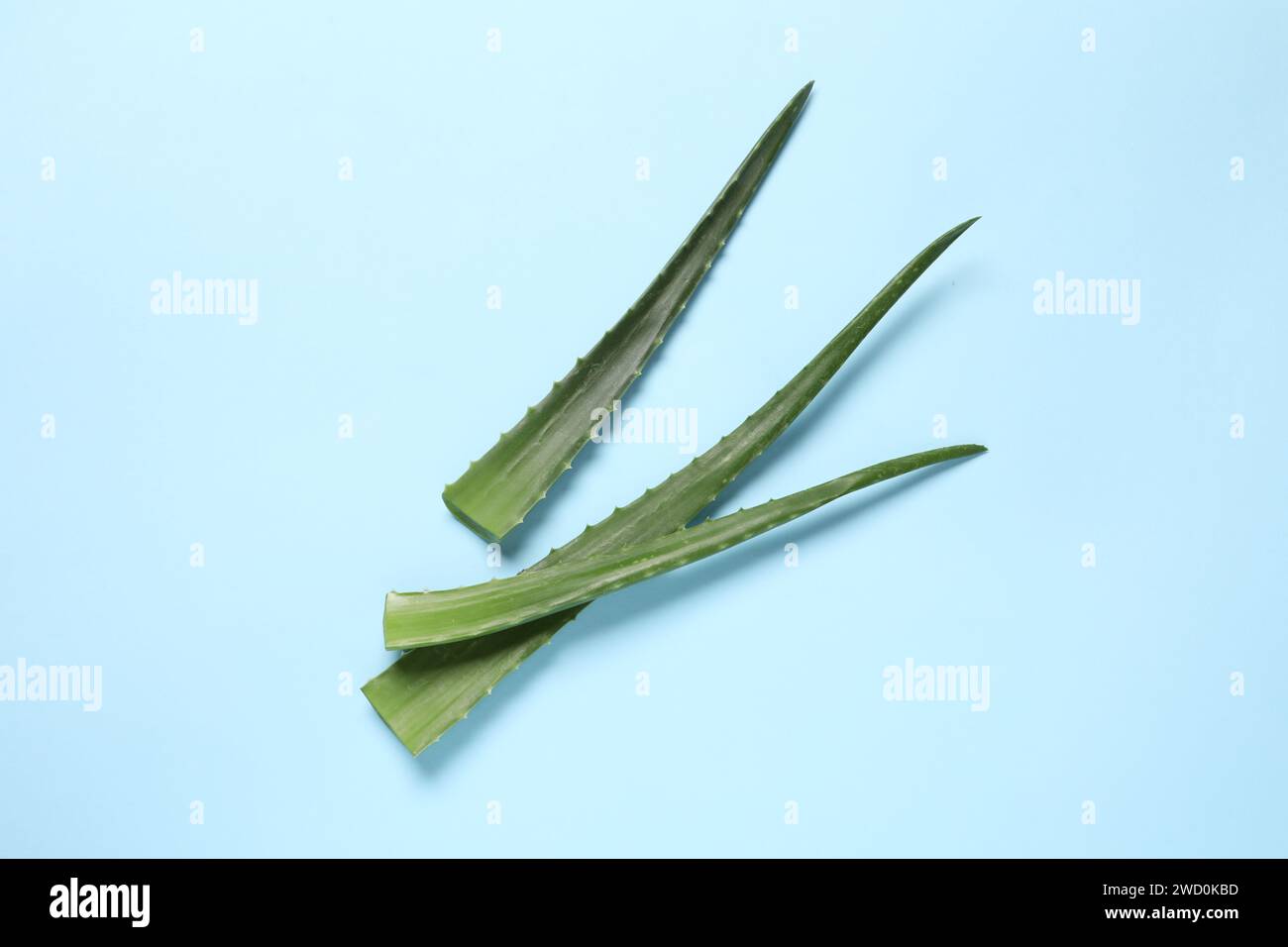 Fresh aloe vera leaves on light blue background, flat lay Stock Photo ...