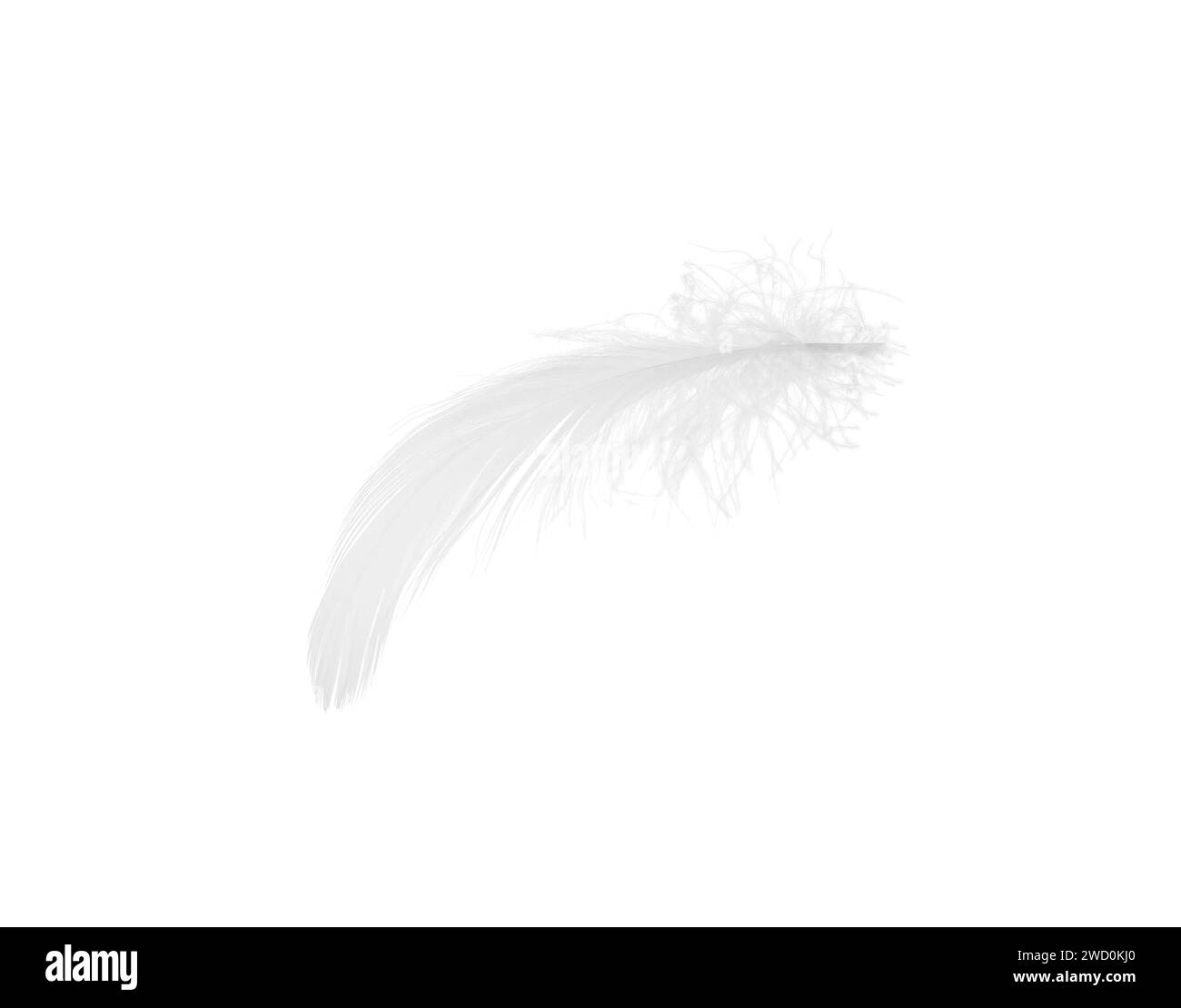 Beautiful fluffy bird feather isolated on white Stock Photo - Alamy
