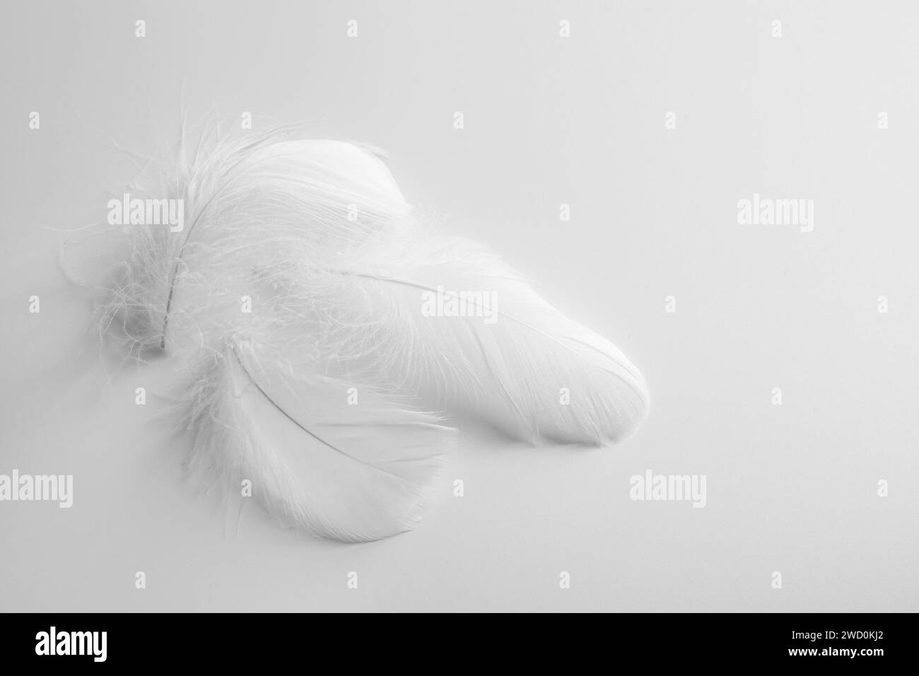 Beautiful fluffy bird feathers on white background. Space for text ...