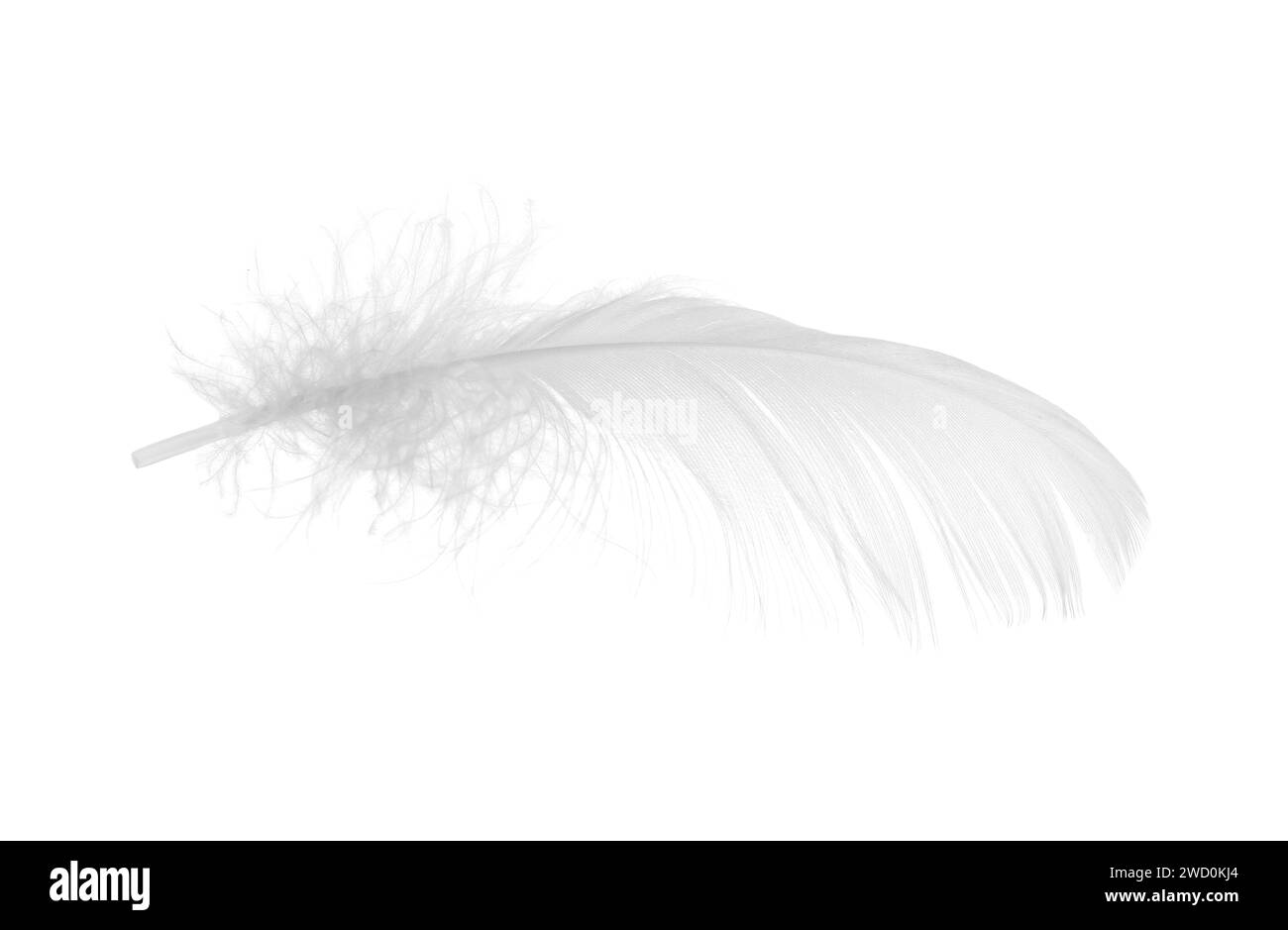 Beautiful fluffy bird feather isolated on white Stock Photo - Alamy