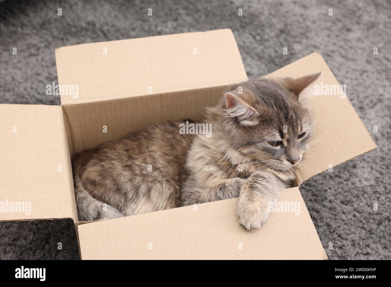 Cute fluffy cat in cardboard box on carpet Stock Photo - Alamy