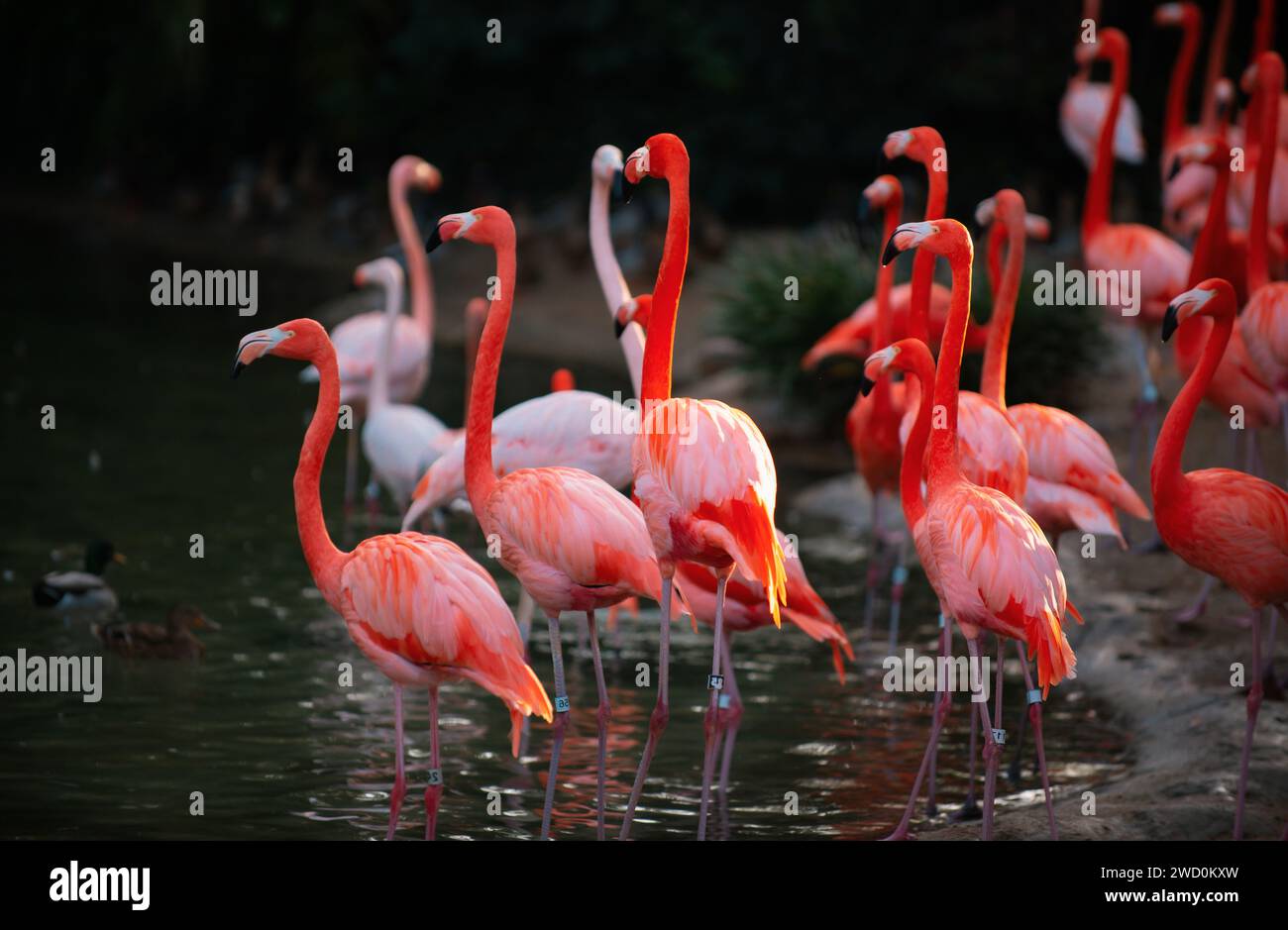 Beautiful pink flamingo. Flock of Pink flamingos in a pond. Flamingos ...