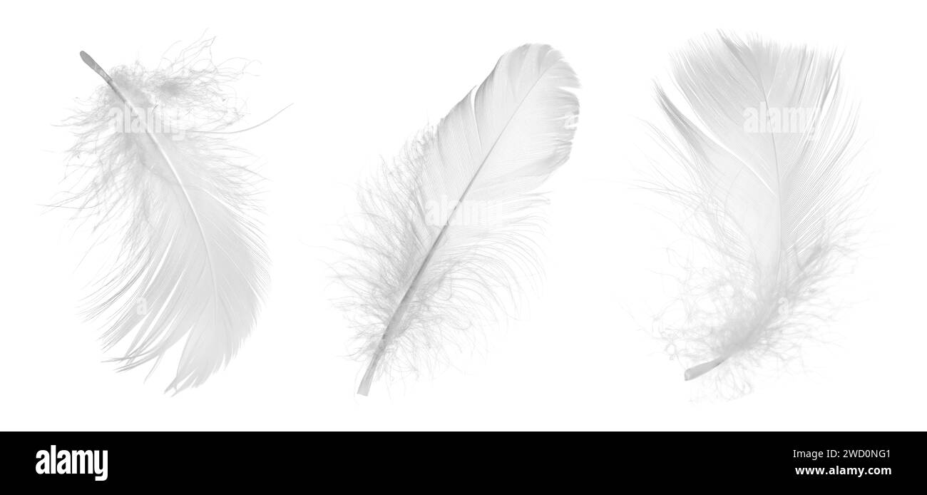 Light feathers isolated on white, collection. Plumage Stock Photo - Alamy