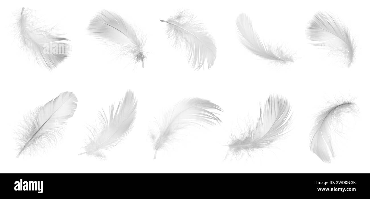 Light feathers isolated on white, collection. Plumage Stock Photo - Alamy