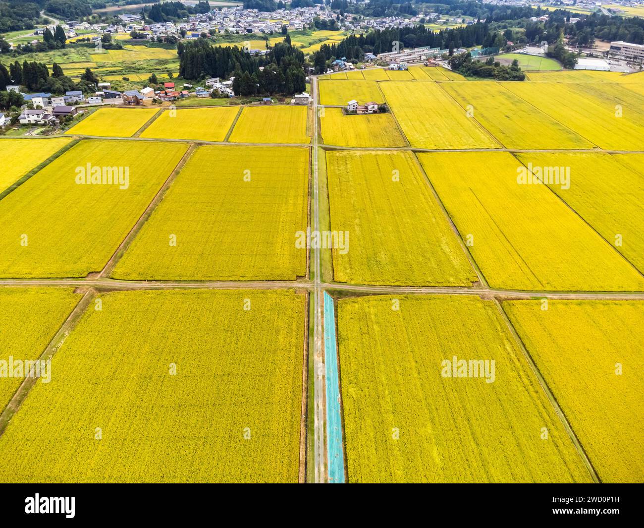 Rice field, yellow color of autumn harvest, foot of mountains, Drone ...