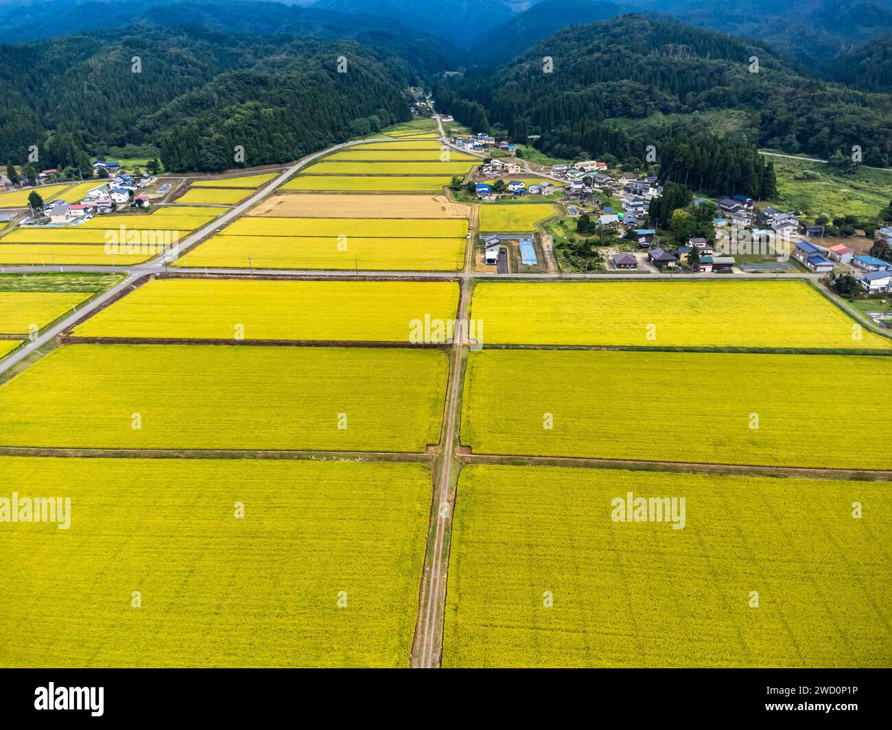 Rice field, yellow color of autumn harvest, foot of mountains, Drone ...
