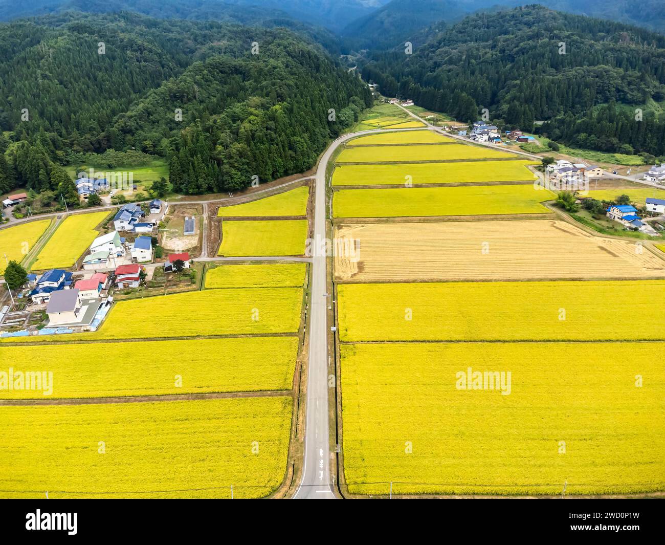 Rice field, yellow color of autumn harvest, foot of mountains, Drone ...