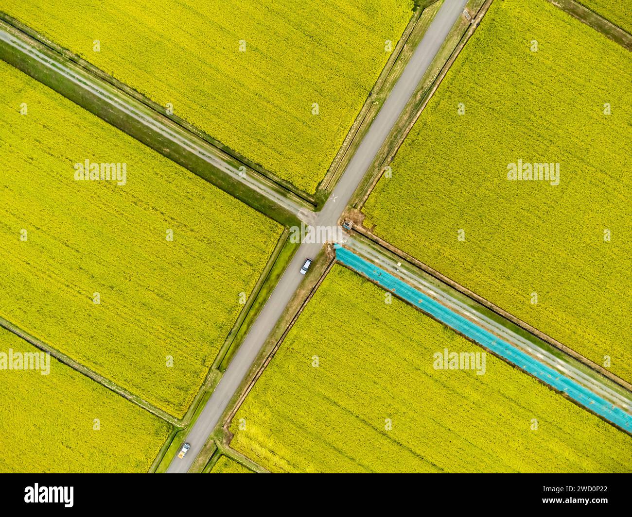 Rice field, harvest, yellow in autumn, checkerboard pattern, Drone ...