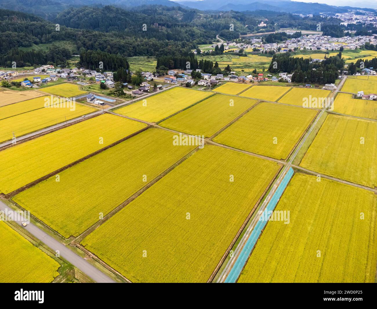 Rice field, yellow color of autumn harvest, foot of mountains, Drone ...
