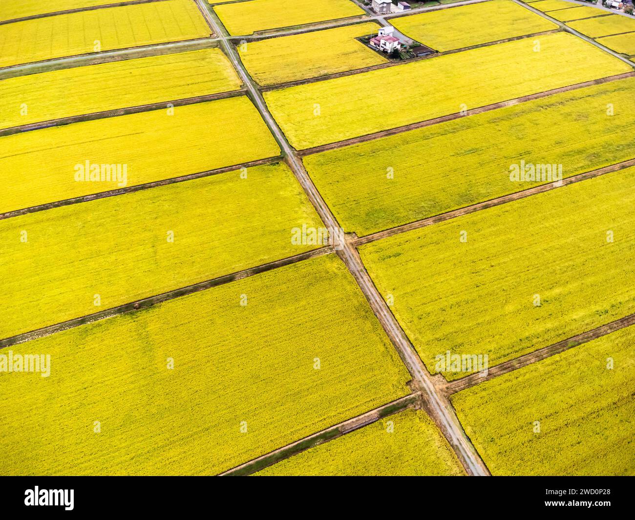 Rice field, harvest, yellow in autumn, checkerboard pattern, Drone ...