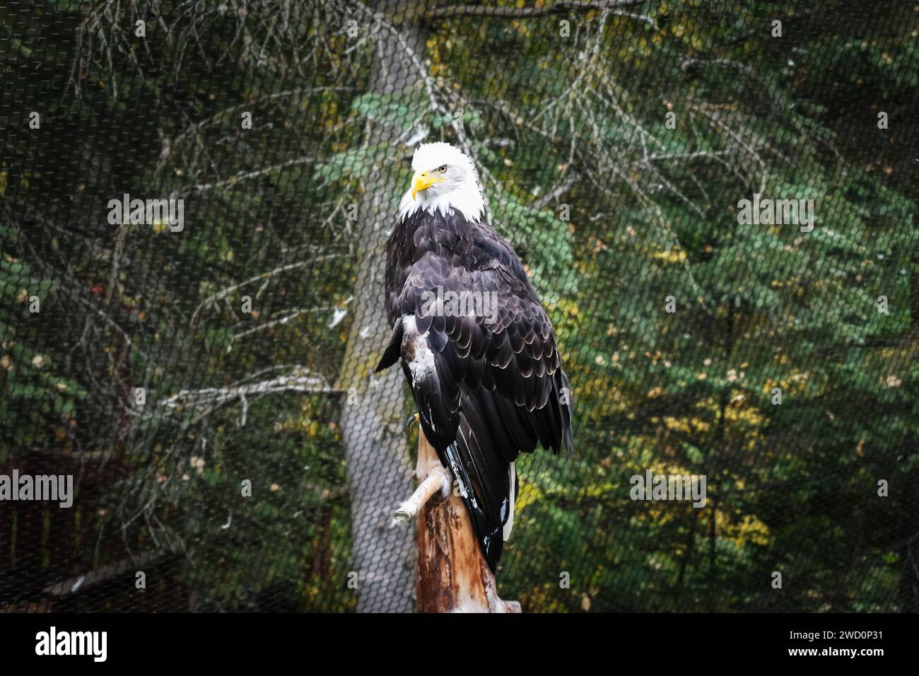 Eagle bald raptor bird endangered zoo hi-res stock photography and ...