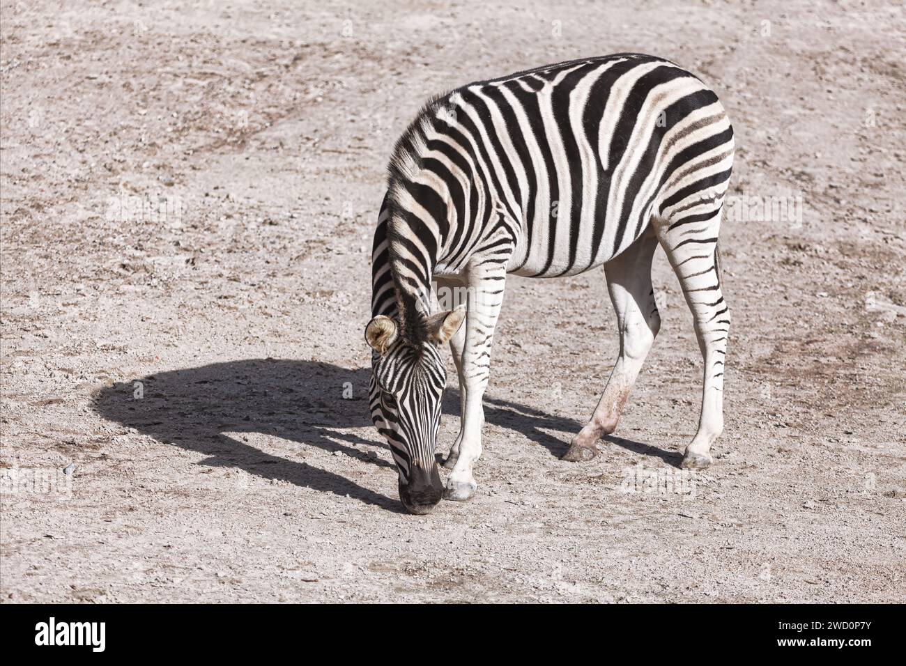 Plains zebra , wild African animal . Equus Quagga Burchellii Stock ...
