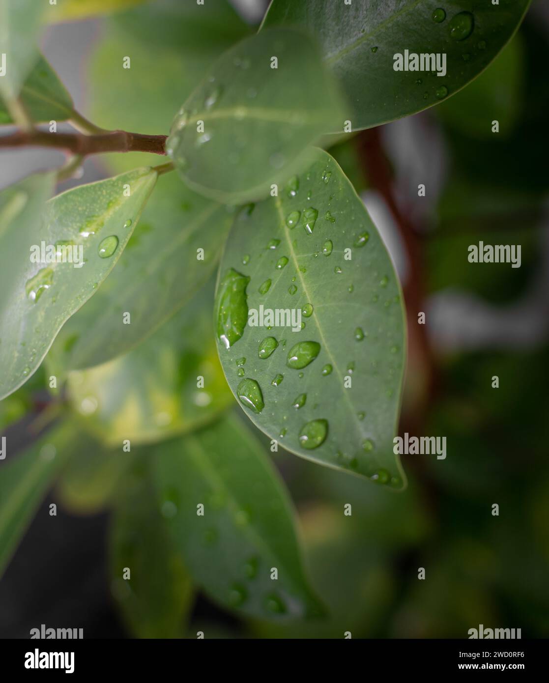 Close up wet natural hi-res stock photography and images - Alamy
