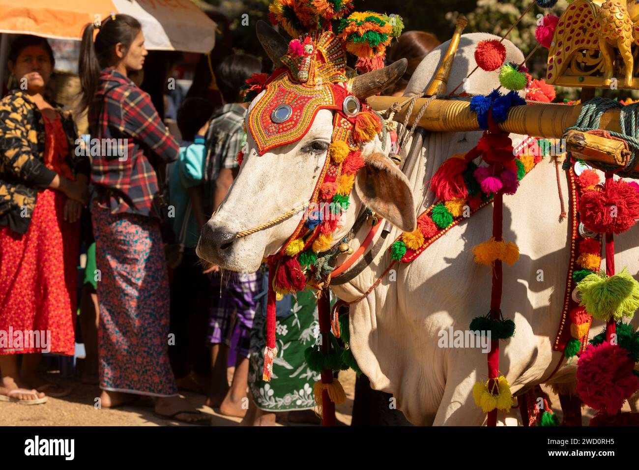Bagan, Myanmar - 25 Dec, 2019: Decorated zebus during the Shinbyu, a ...