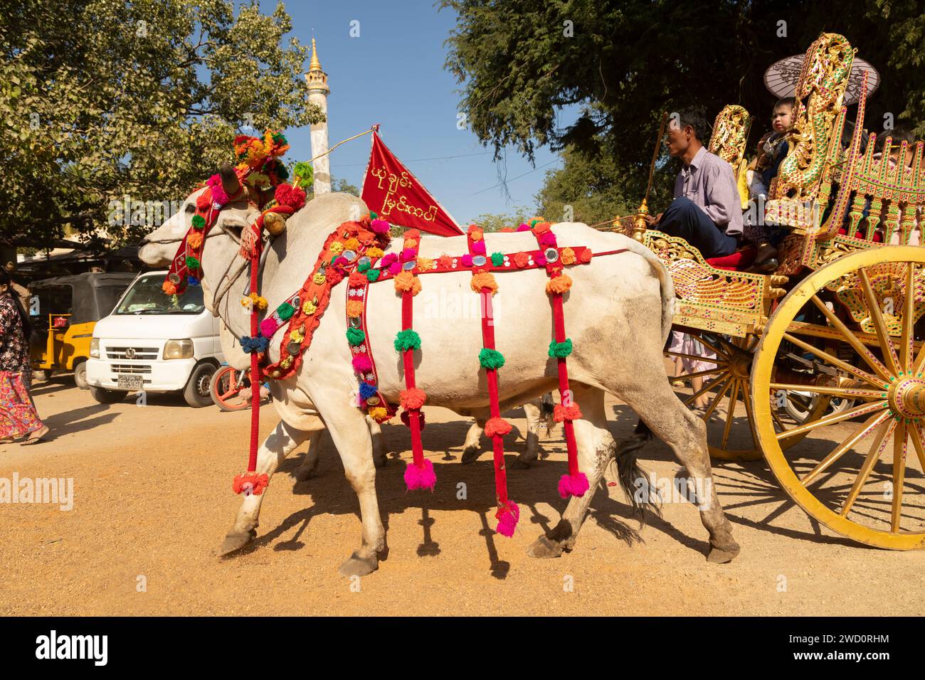 Bagan, Myanmar - 25 Dec, 2019: Decorated zebus and carriages during the ...