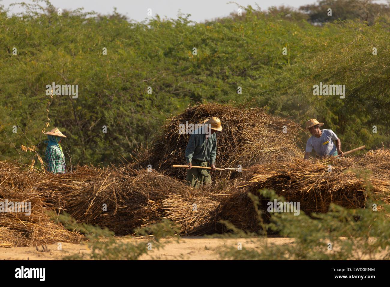 Bagan, Myanmar - 25 Dec, 2019: Peasants work hard under the sun, with ...