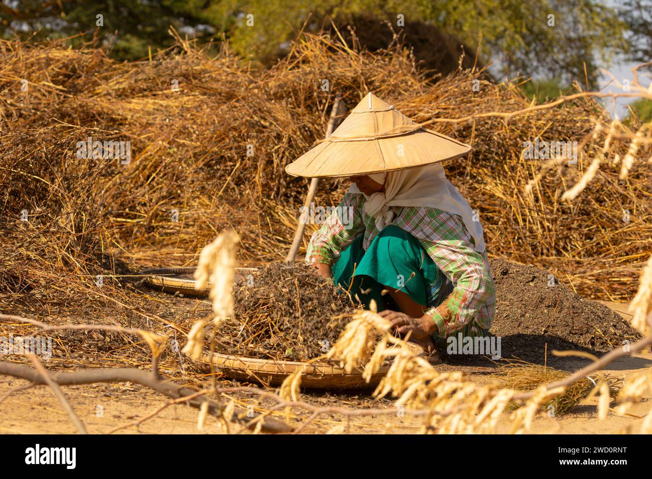 Bagan, Myanmar - 25 Dec, 2019: A burmese woman works under the ...