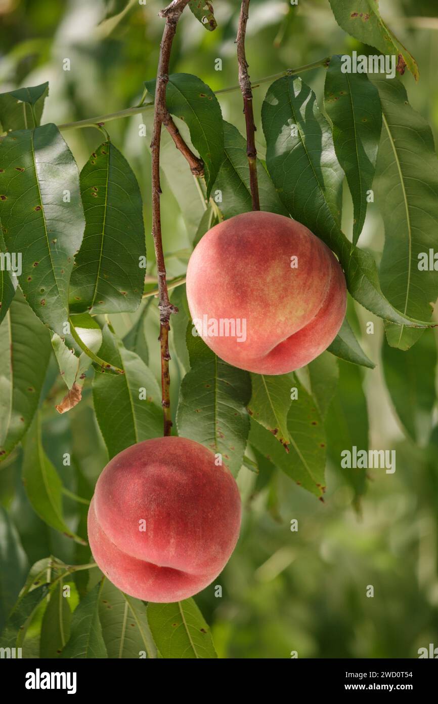 Peaches tree fruit hi-res stock photography and images - Alamy