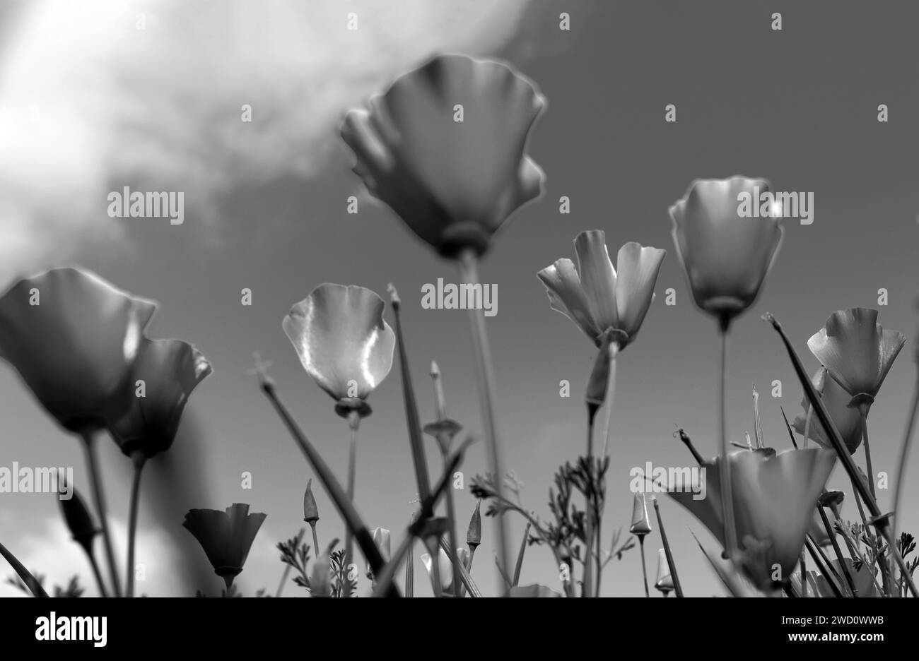 Poppy flower for Remembrance Day, Memorial Day, Anzac Day in New ...