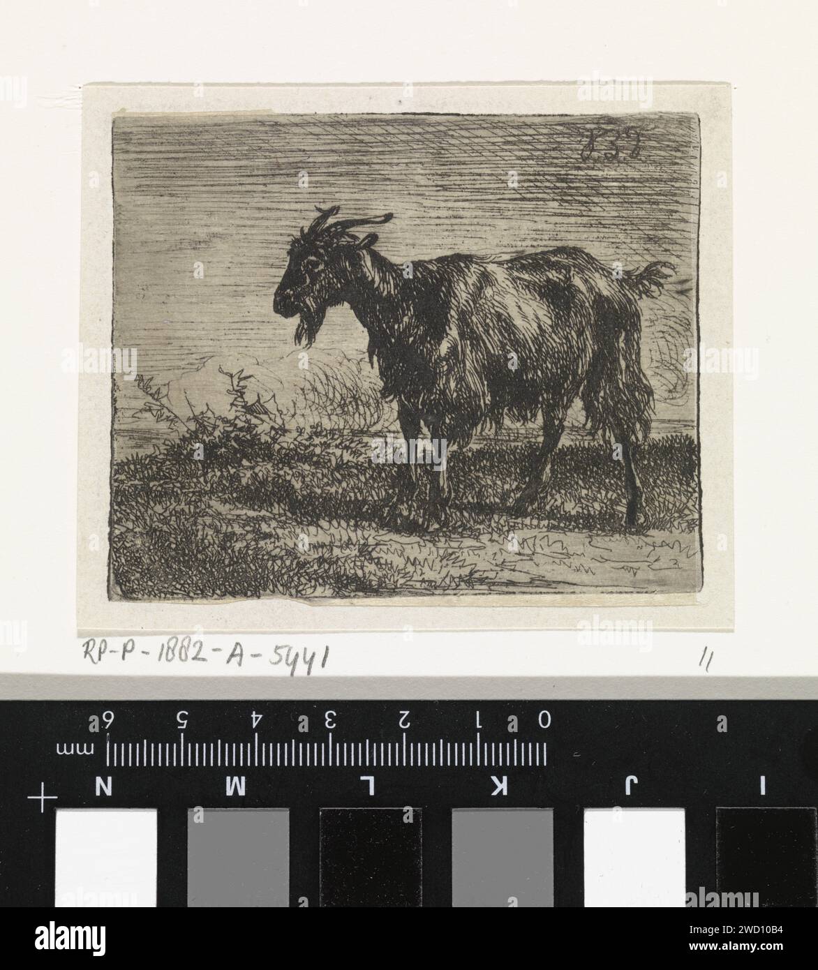 Geit, Jan Bedijs Tom, 1823 - 1882 print The Hague paper. etching goat ...