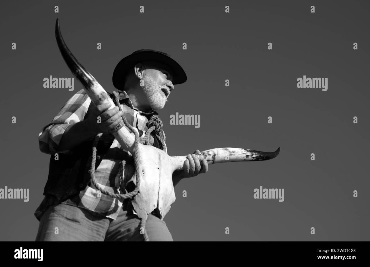 Old wild west cowboy holding cow skull. Senior western man with beard ...
