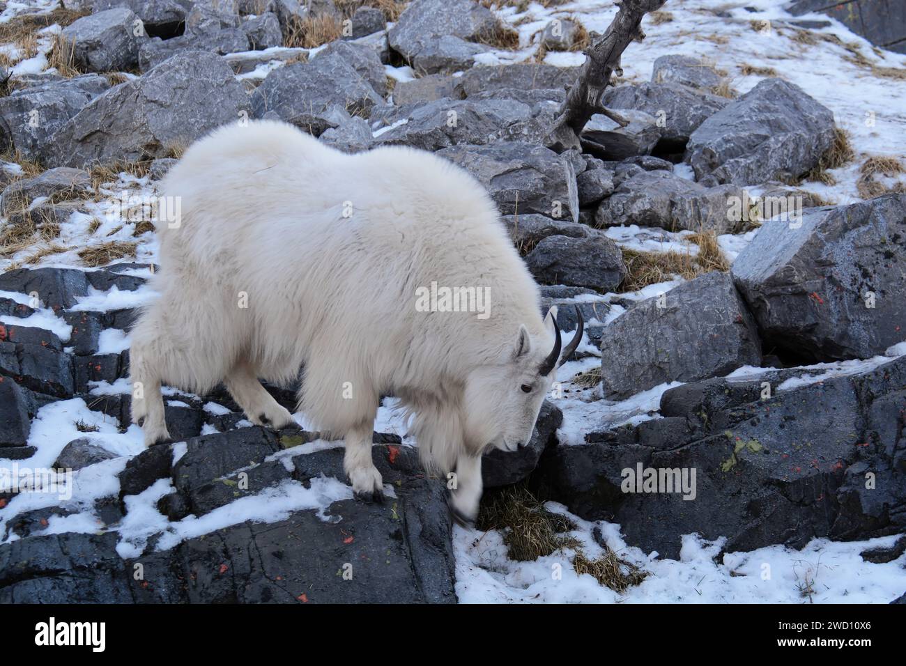 Mountain Goat - Oreamnos americanus Stock Photo - Alamy