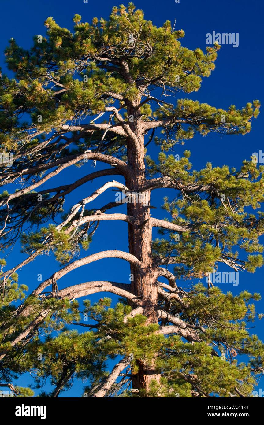 Jeffrey pine (Pinus jeffreyi), Sequoia National Monument, California ...