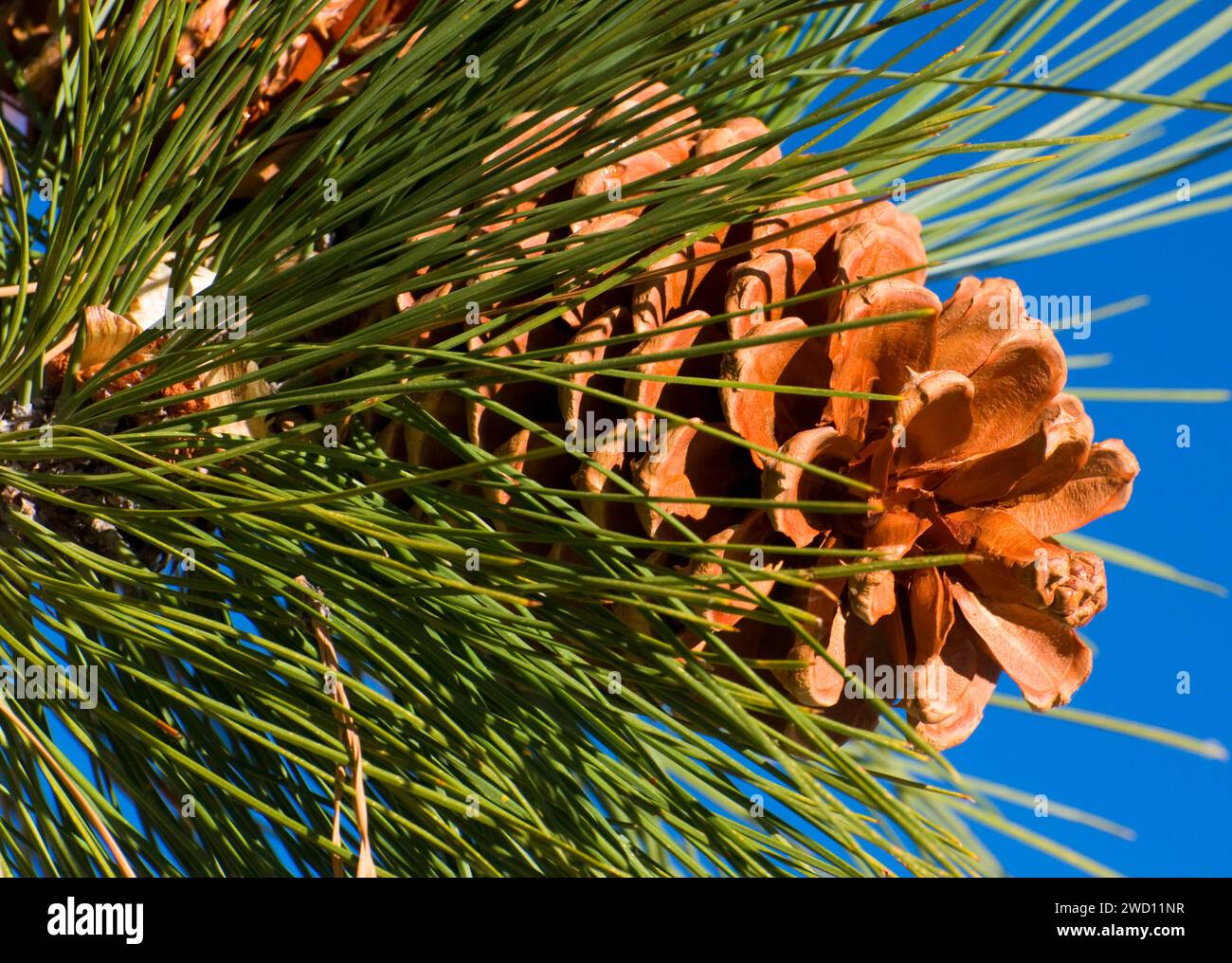 Jeffrey pine (Pinus jeffreyi) cone, Sequoia National Monument ...