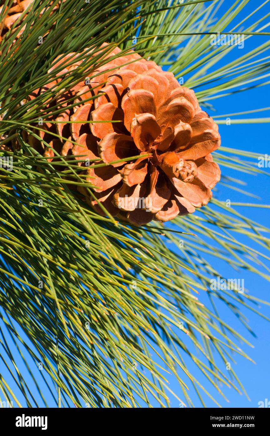 Jeffrey pine (Pinus jeffreyi) cone, Sequoia National Monument ...