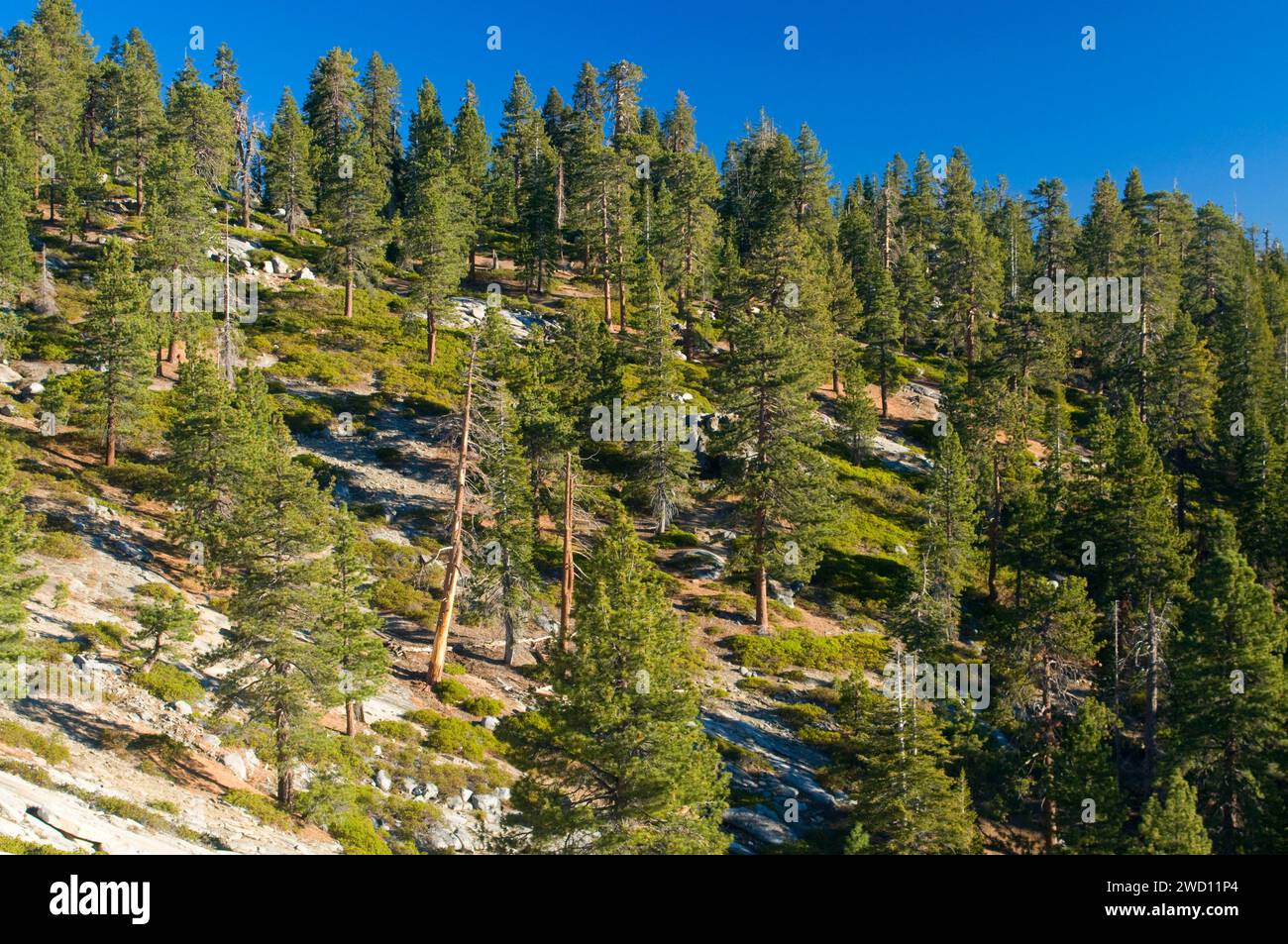 Forest view from Buck Rock Lookout, Sequoia National Monument ...