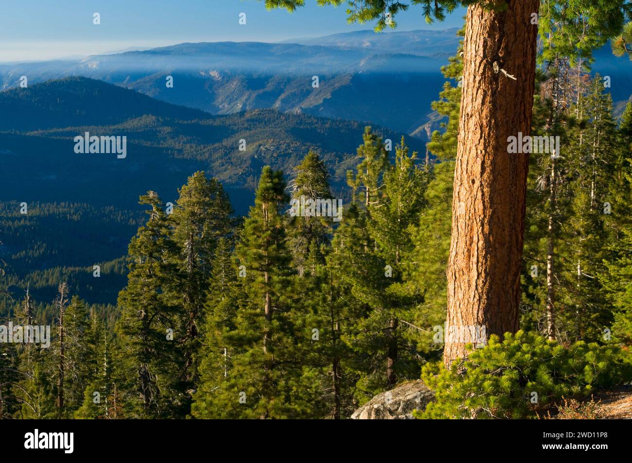 Jeffrey pine (Pinus jeffreyi) view from ridge at Buck Rock Lookout ...