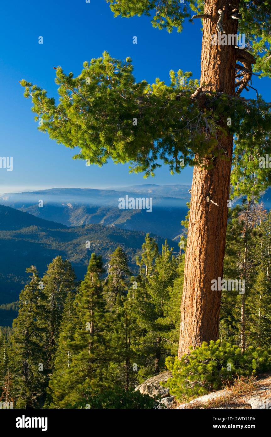 Jeffrey pine (Pinus jeffreyi) view from ridge at Buck Rock Lookout ...